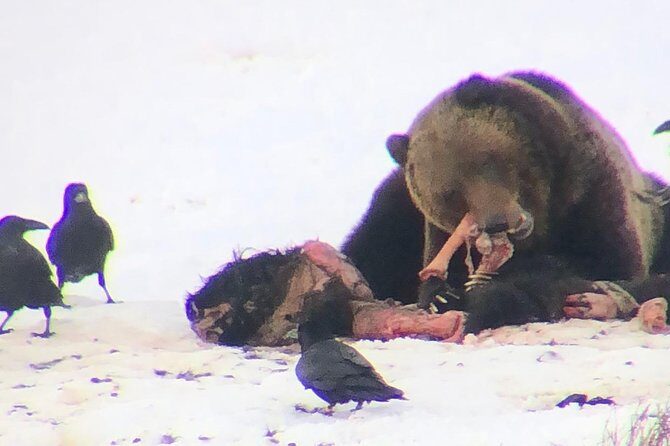 Private Yellowstone Winter Wolf Watching and Wildlife Safari - FAQs