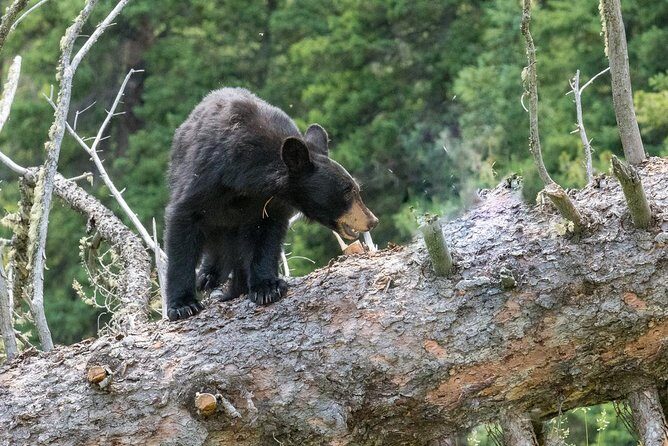 Private Yellowstone Wolf Watching & Wildlife Safari + lunch - Exploring the Itinerary in Detail