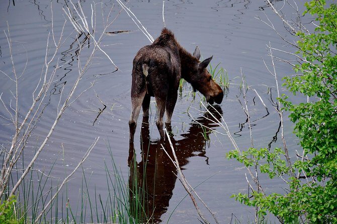 Private Yellowstone Wolf Watching & Wildlife Safari + lunch - Final Thoughts