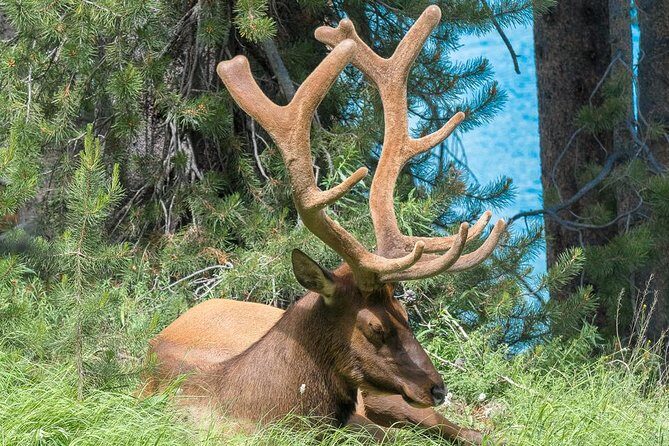 Private Yellowstone Wolf Watching & Wildlife Safari + lunch - FAQ