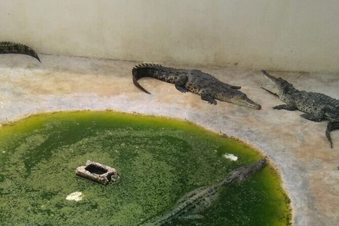 Private YS Falls and Black River Safari from Montego Bay - Authentic Guest Insights