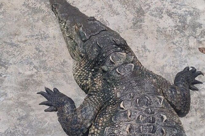 Private YS Falls and Black River Safari from Montego Bay - Final Thoughts: Who Should Consider This Tour?