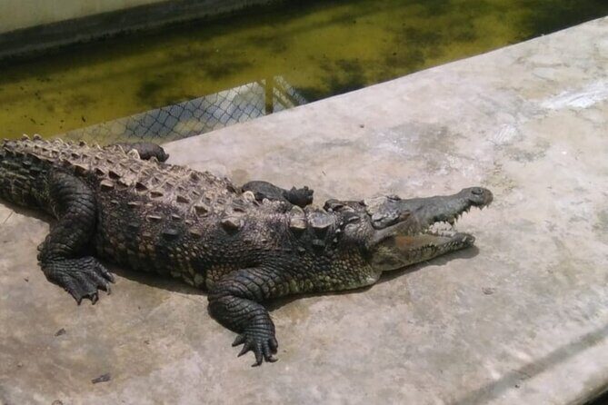 Private YS Falls and Black River Safari from Montego Bay - The Sum Up: Why It’s a Worthwhile Experience