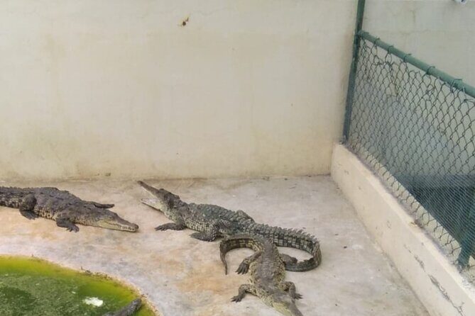 Private YS Falls and Black River Safari from Montego Bay - Frequently Asked Questions