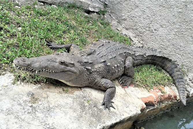 Private YS Falls and Black River Safari from Negril - The Value of This Tour