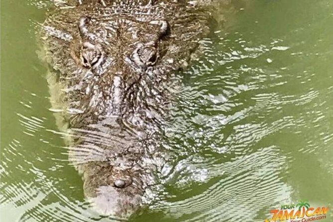 [PRIVATE] YS Falls, Black River, Pelican Bar - Entrance & Lunch - Authenticity and Value