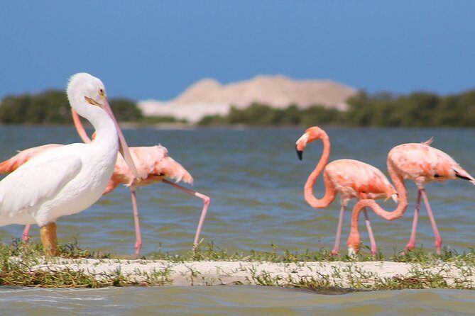 Private Yucatan Discovery Tour - Exploring the Itinerary in Detail
