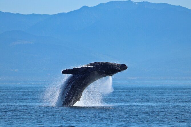 Private Zodiac Whale Watching Tour from Victoria - What to Expect on Your Whale Watching Trip