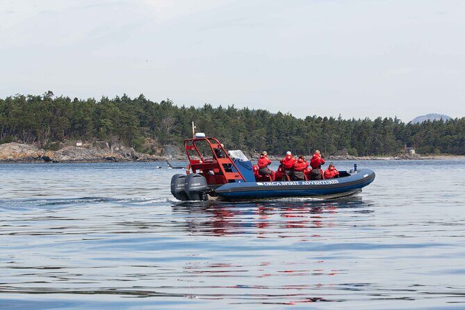 Private Zodiac Whale Watching Tour from Victoria - The Sum Up