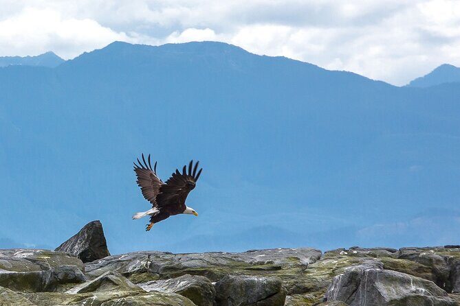 Private Zodiac Whale Watching Tour from Victoria - FAQs