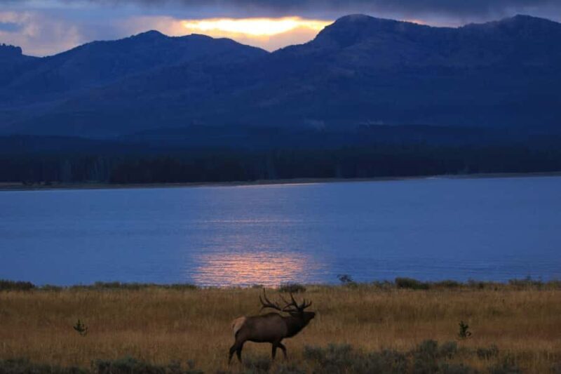 Privately Guided Safari at Sunset from West Yellowstone - Wildlife Viewing: What You Might See