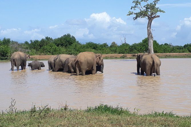 Privet One Day Udawalawe National Park Elephant Safari - FAQ