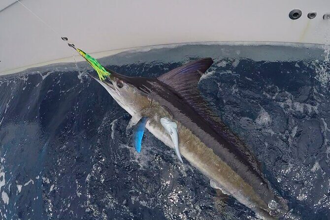 Pro Series Full Day Deep Sea Fishing with Wahooters - Pricing and Value