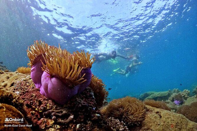 PRO-SNORKELING to Explore Hidden Coral Reefs (MAX 10 PAX) - The Value of Small-Group Eco-Conscious Tours