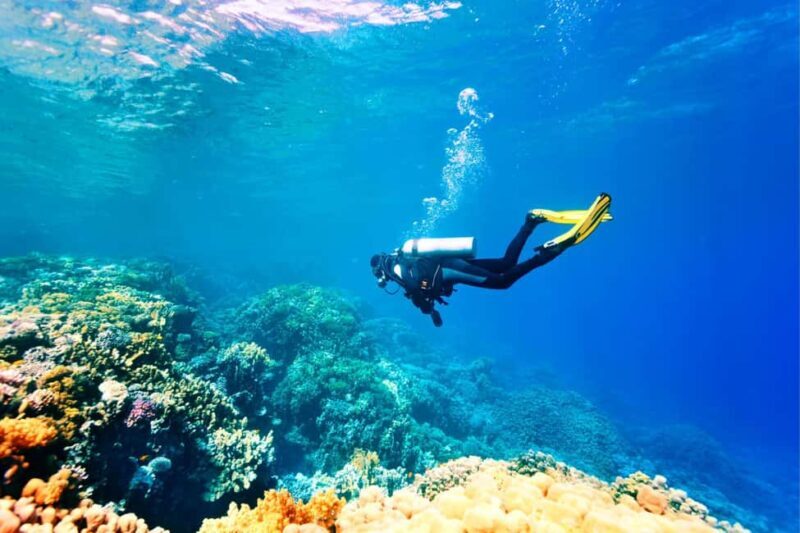 Professional Guided Scuba Diving: Swim with colorful fish. - An Authentic Underwater Adventure in Antalya