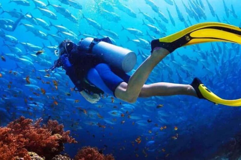 Professional Guided Scuba Diving: Swim with colorful fish. - FAQ