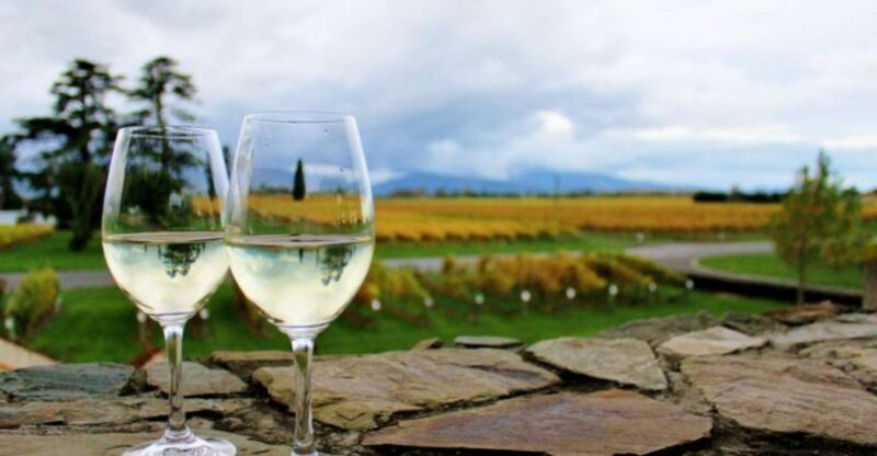 Progressive Wine & Gourmet Trail from Blenheim or Picton - An In-Depth Look at the Tour Experience