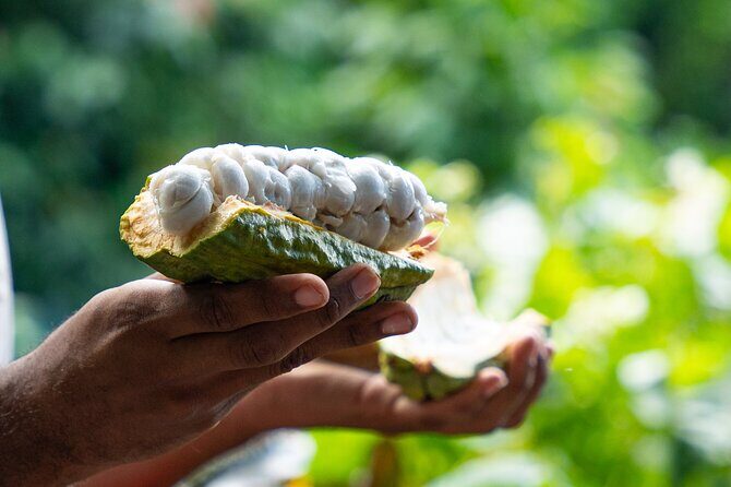 Project Chocolat Bean to Bar Experience from Hotel Chocolat - FAQ