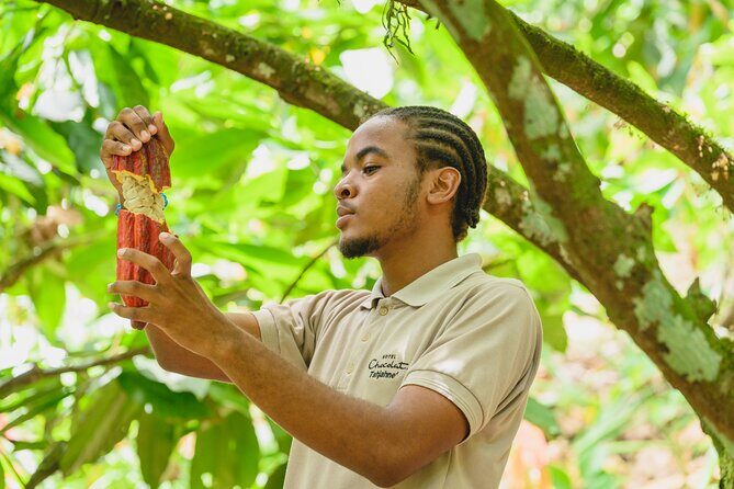 Project Chocolat Tree to Bar Tour at Hotel Chocolat Saint Lucia - Authenticity, Education, and Fun