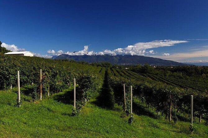Prosecco experience. Wine tasting. Full day from Treviso - What Could Be Better?