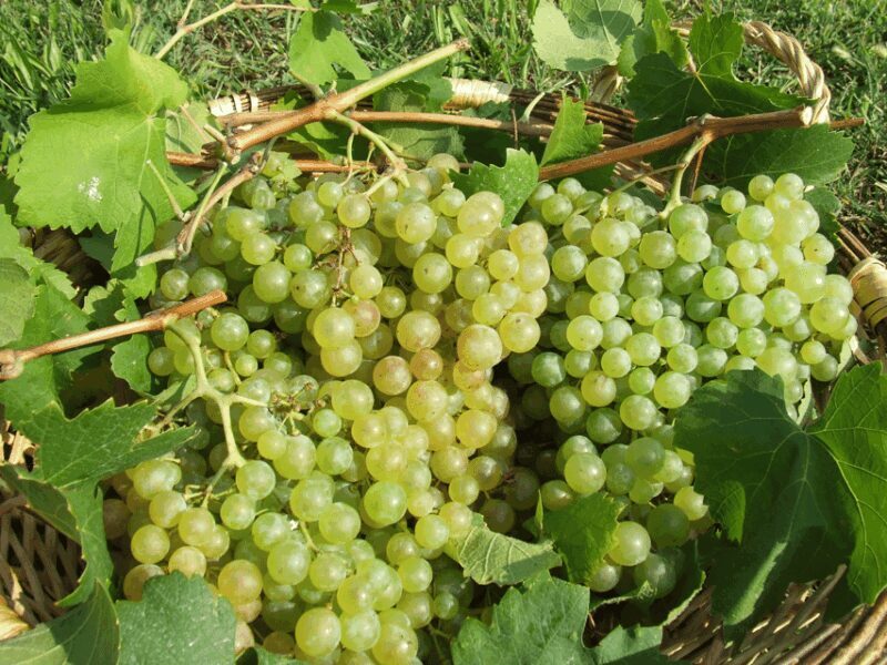 Prosecco Tasting in Countryside Winery - Key Points