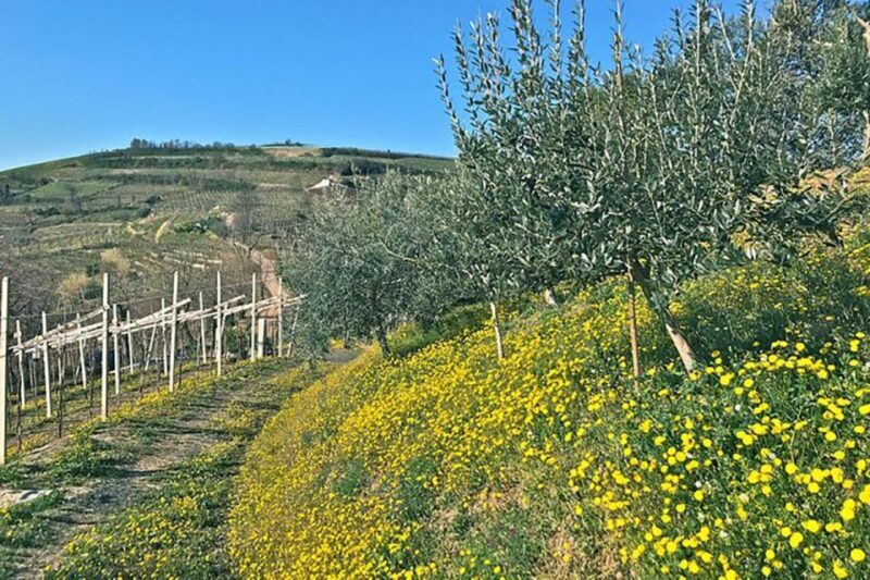 Prosecco Wine Tasting Tour. Half Day. From Venice - The Sum Up: Is This Tour Worth It?