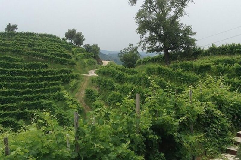 Prosecco Wine Tour. Full Day - 2 Wineries. From Venice - A Taste of Italy’s Bubbly Paradise: The Prosecco Wine Tour from Venice