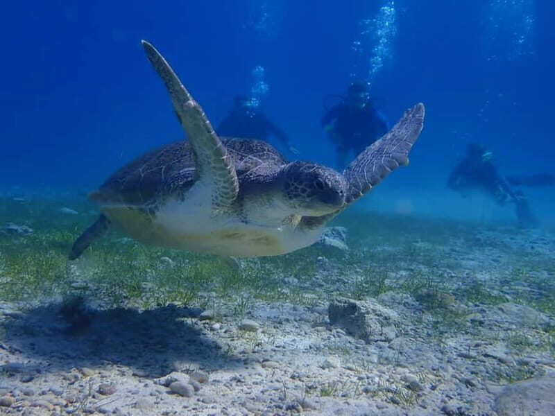 Protaras: Cape Grecko Single Dive for Qualified Divers - An Overview of the Experience