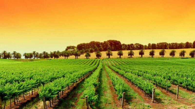 Provence Day, Saint Tropez Grimaud village Wine tasting - What You Can Expect: Practical Details