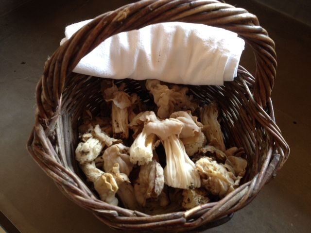 Provence: Mushroom Hunting with Outdoor Breakfast - The Itinerary: What to Expect
