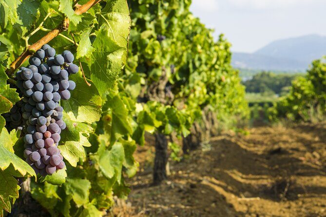 Provence Small Group Wine Full Day Tour in Chateauneuf du Pape vineyard from Aix - FAQs