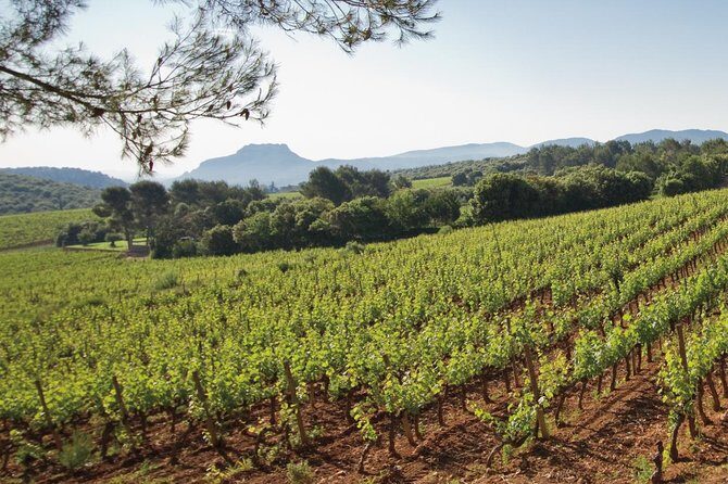 Provence Wine Tour - Private Day Tour from Cannes - Who Should Consider This Tour?