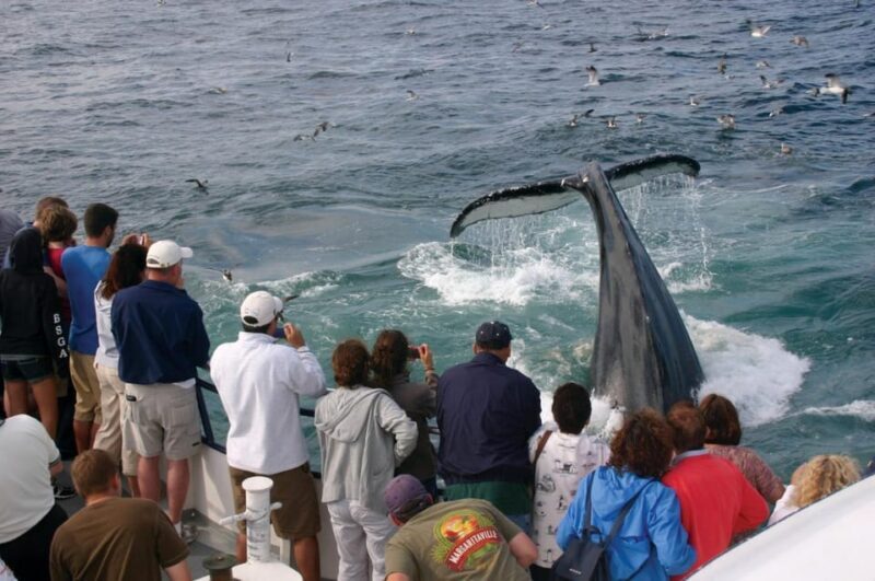 Provincetown: Whale Watching Cruise - A Deep Dive into the Whale Watching Experience