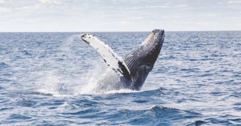 Provincetown: Whale Watching Cruise - Who Should Consider This Tour?