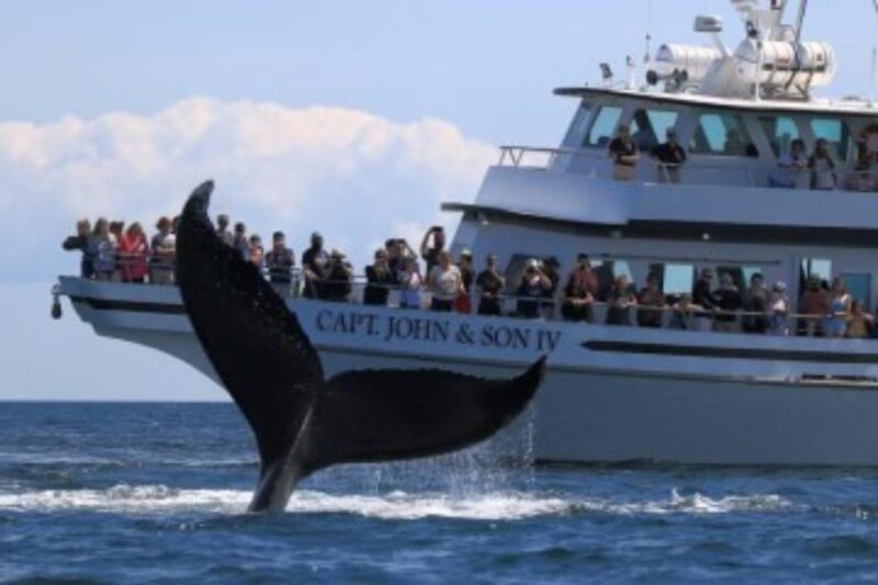 Provincetown: Whale Watching Cruise - Frequently Asked Questions
