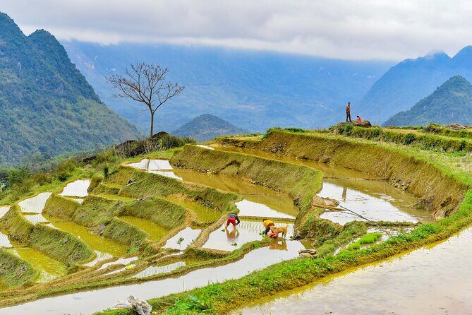 Pu Luong Afternoon Trek - Bat Cave, Rice Fields & Village Life - The Sum Up