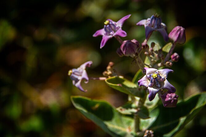 Pueo Farm Private Tour - Upcountry Maui Hawaii - Additional Details That Matter