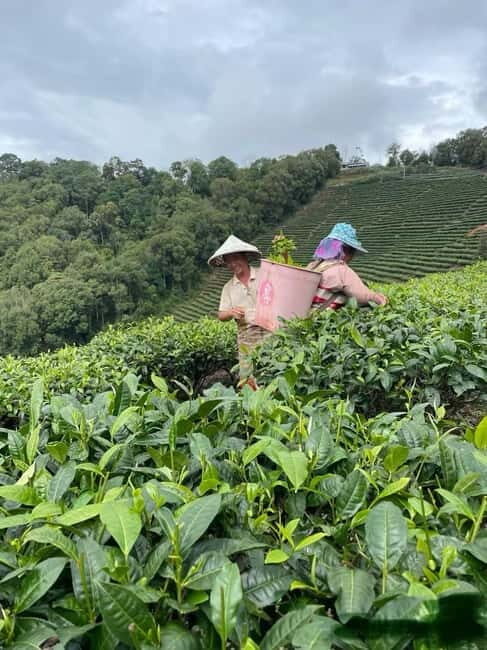 Puer Tea Picking and Tasting | 3-4 Hour Morning Trip - Puer Tea Picking and Tasting | 3-4 Hour Morning Trip — A Flavorful Escape into Yunnan’s Tea World