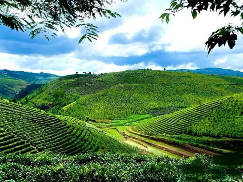 Puer Tea Picking and Tasting | 3-4 Hour Morning Trip - How the Price Reflects Value