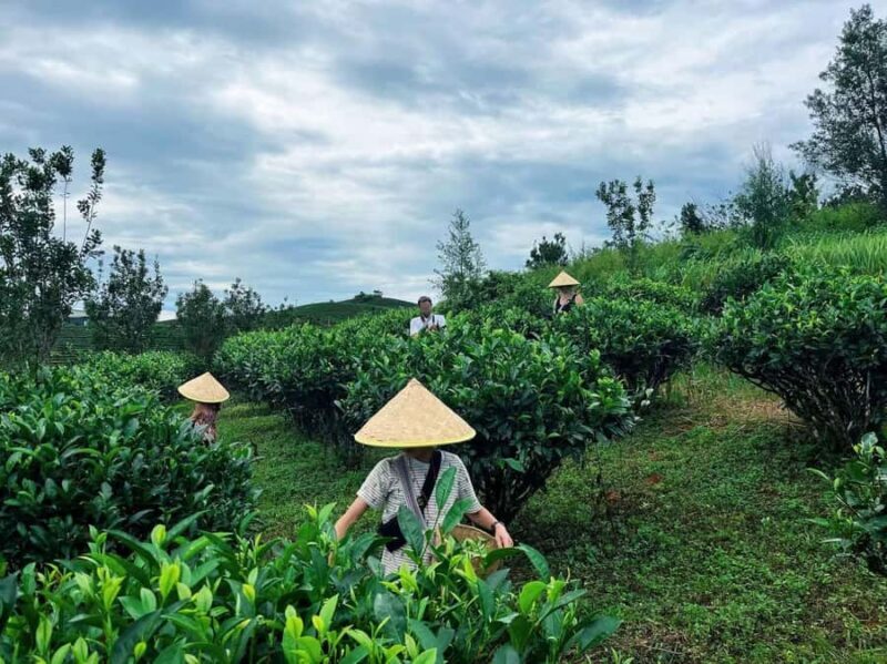 Puer Tea Picking and Tasting | 6 Hour Morning Trip - Key Points