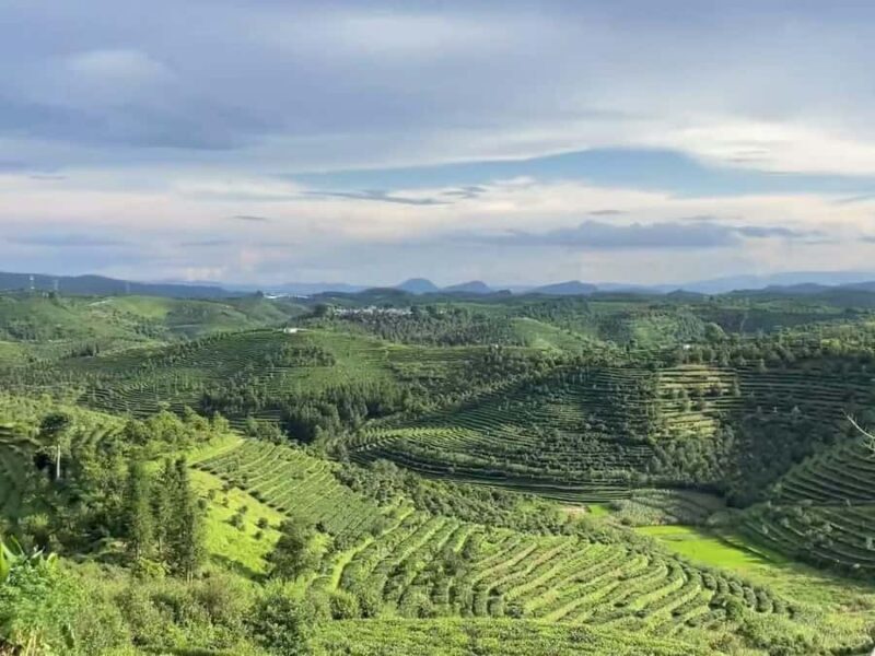 Puer Tea Picking and Tasting | 6 Hour Morning Trip - Analyzing the Experience: What Travelers Can Expect