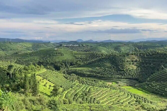 Puer Tea Picking and Tasting Morning Trip - Key Points