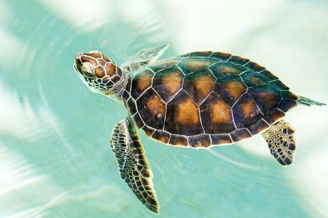 Puerto Angel Exotic Animal Wildlife Experience - An In-Depth Look at the Tour