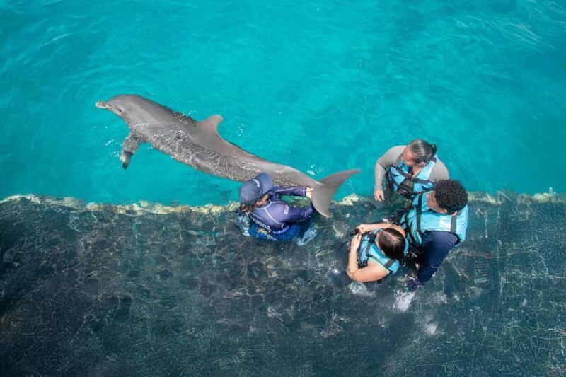 Puerto Aventuras: Dolphin Connection & Manatee Interaction - Key Points