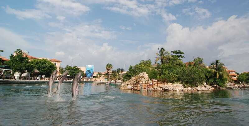 Puerto Aventuras: Dolphin Encounter with Buffet Lunch - Who Will Enjoy This Tour?