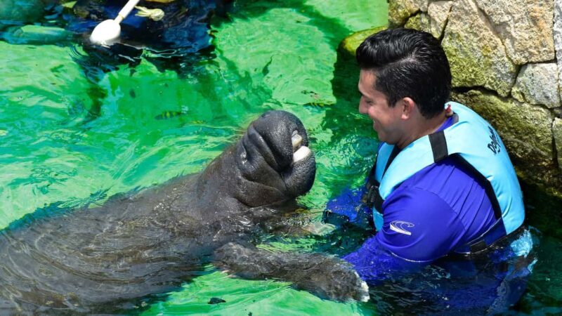 Puerto Aventuras: Dolphin & Manatee Encounter with lunch - Key Points