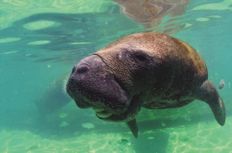 Puerto Aventuras: Dolphins, Manatee & Sea Lion interaction - Final Thoughts