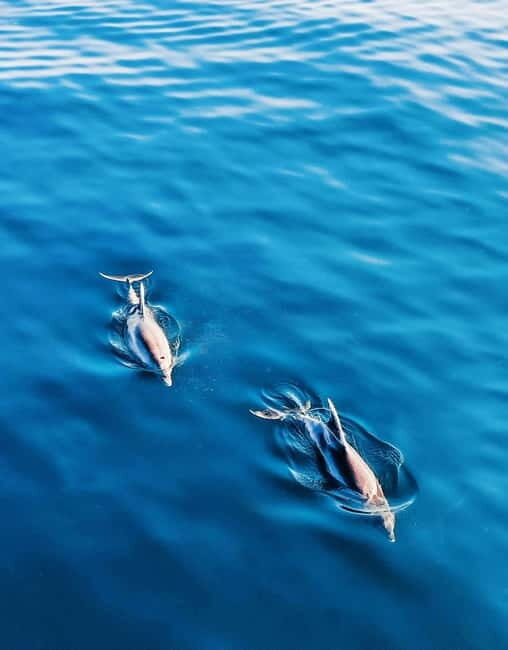 Puerto Banús: Floky Boat Cruise with Snorkeling & Paddle SUP - Final Thoughts