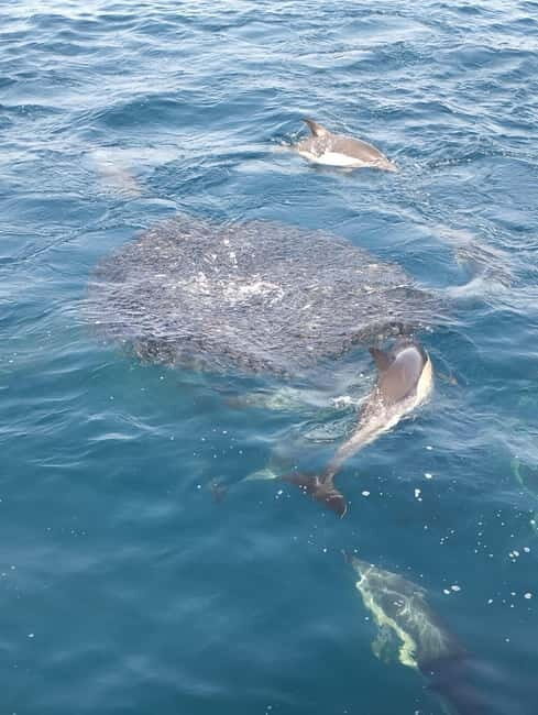 Puerto Banús: Private Cruise with Dolphins & Wakeboard - Key Points