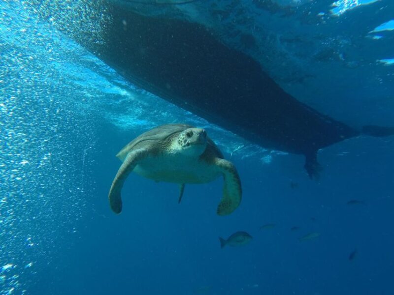 Puerto Colon: Whale-Watching Sailing Tour with Meal & a Swim - Puerto Colon: Whale-Watching Sailing Tour with Meal & a Swim — A Practical Guide for Travelers